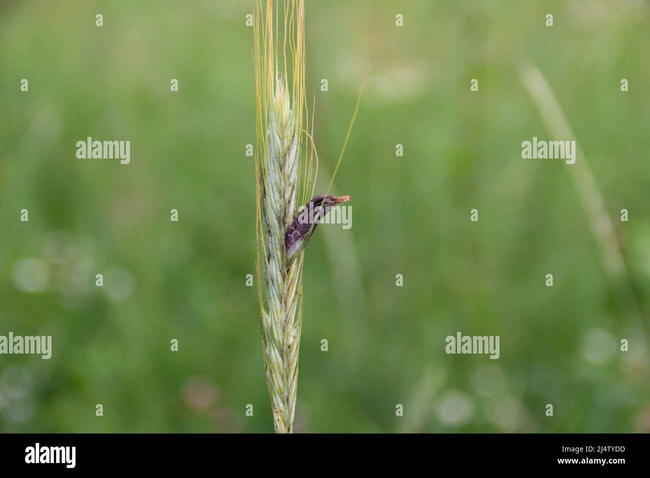Ergot fungus hi-res stock photography and images - Alamy