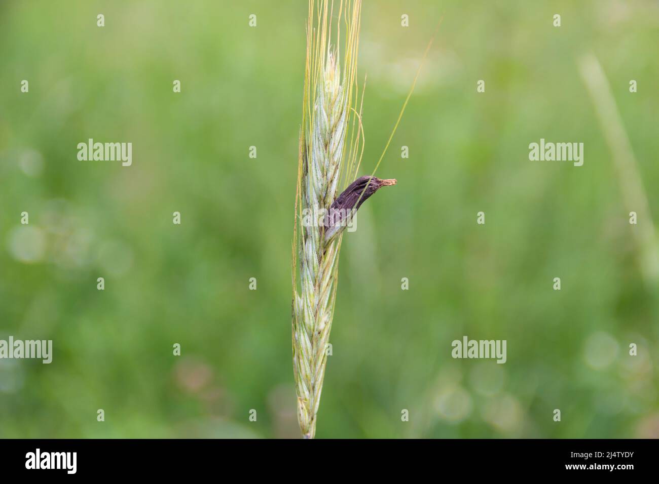 Ergot fungus hi-res stock photography and images - Alamy