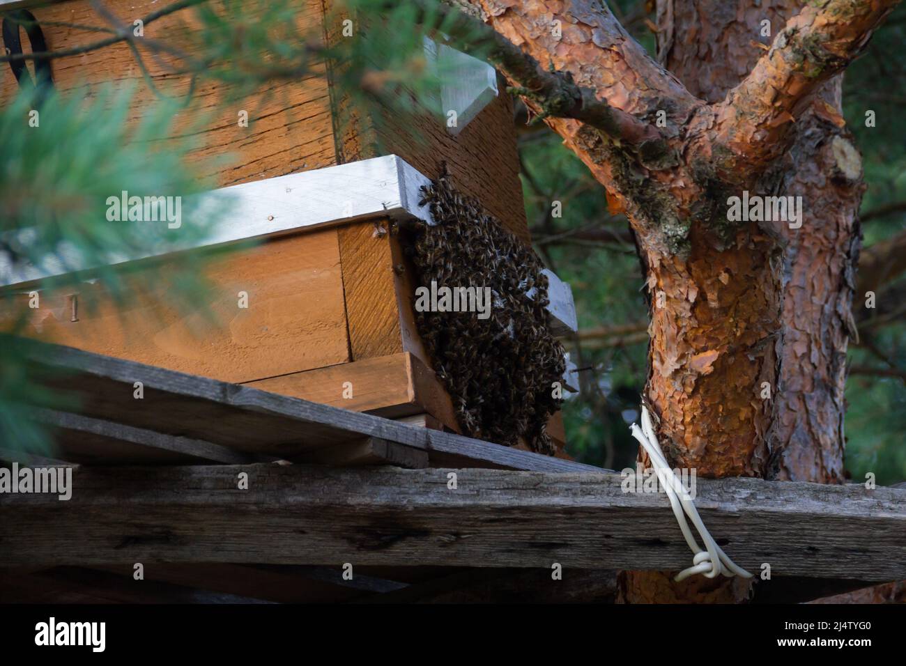 Bee swarm next to the hive on pine tree Stock Photo - Alamy