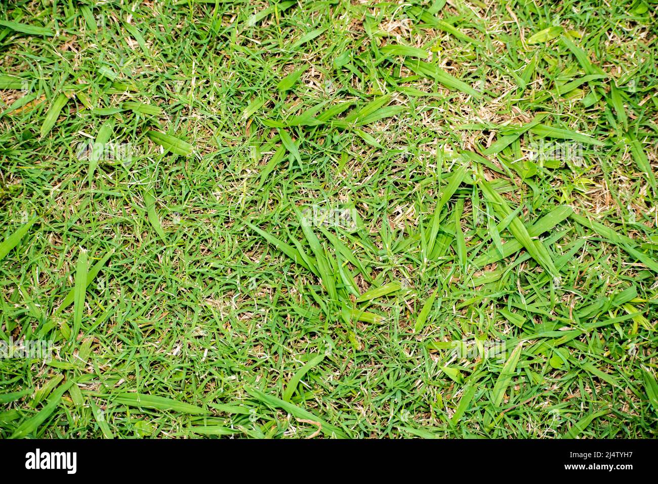 Macrophotography green grass texture of sports field hi-res stock ...