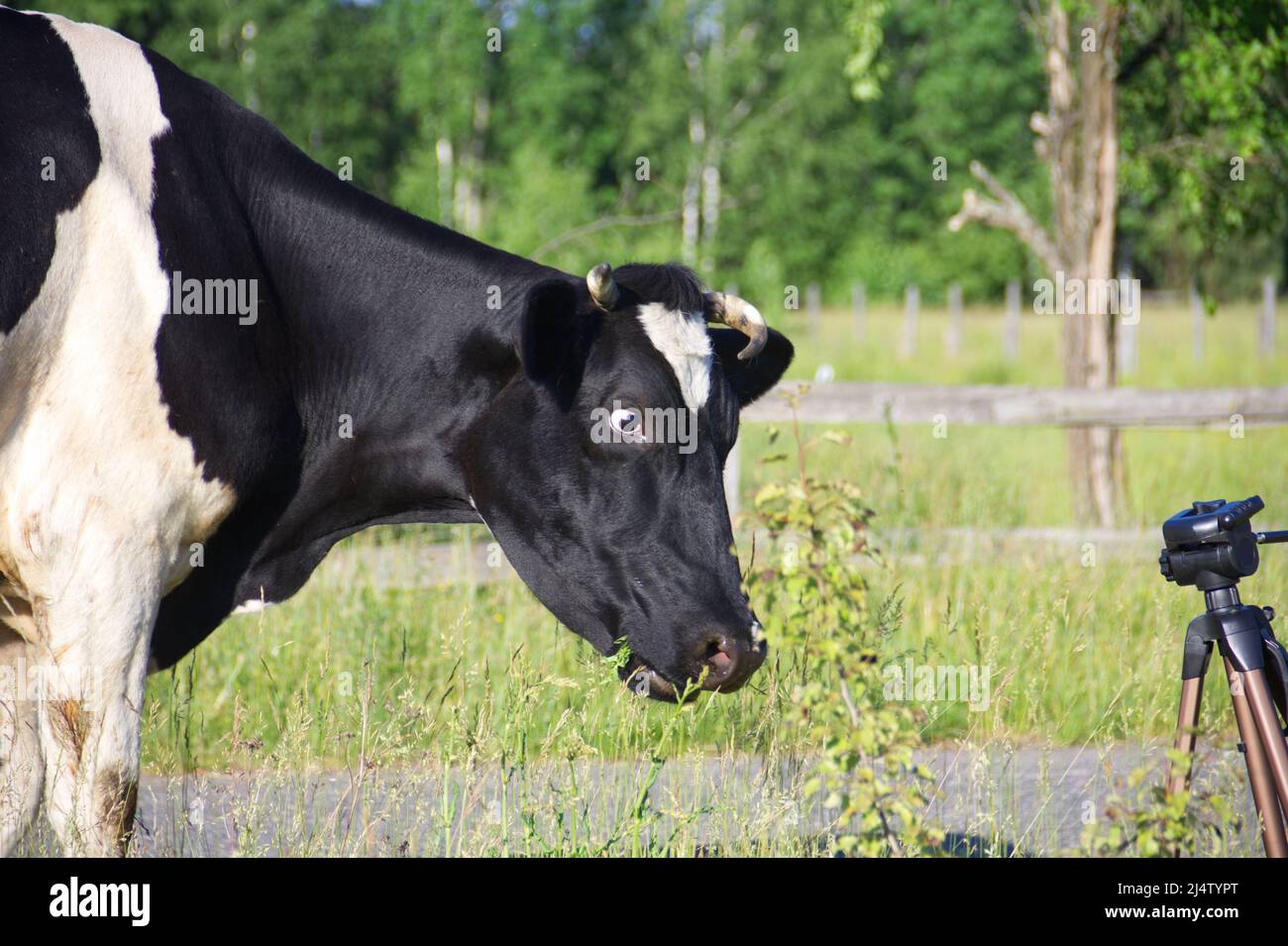 A black and white surprised cow looks at the photo tripod. Funny animal ...