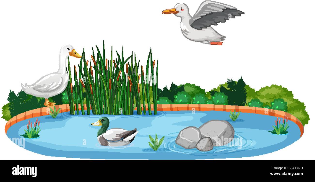 Isolated nature pond with duck and birds illustration Stock Vector Image & Art - Alamy