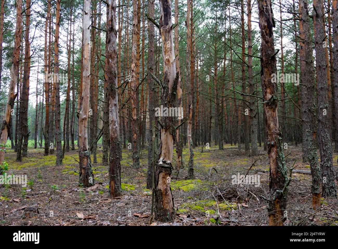 Pine forest with dry dead trees and affected bark. Infection of pests ...