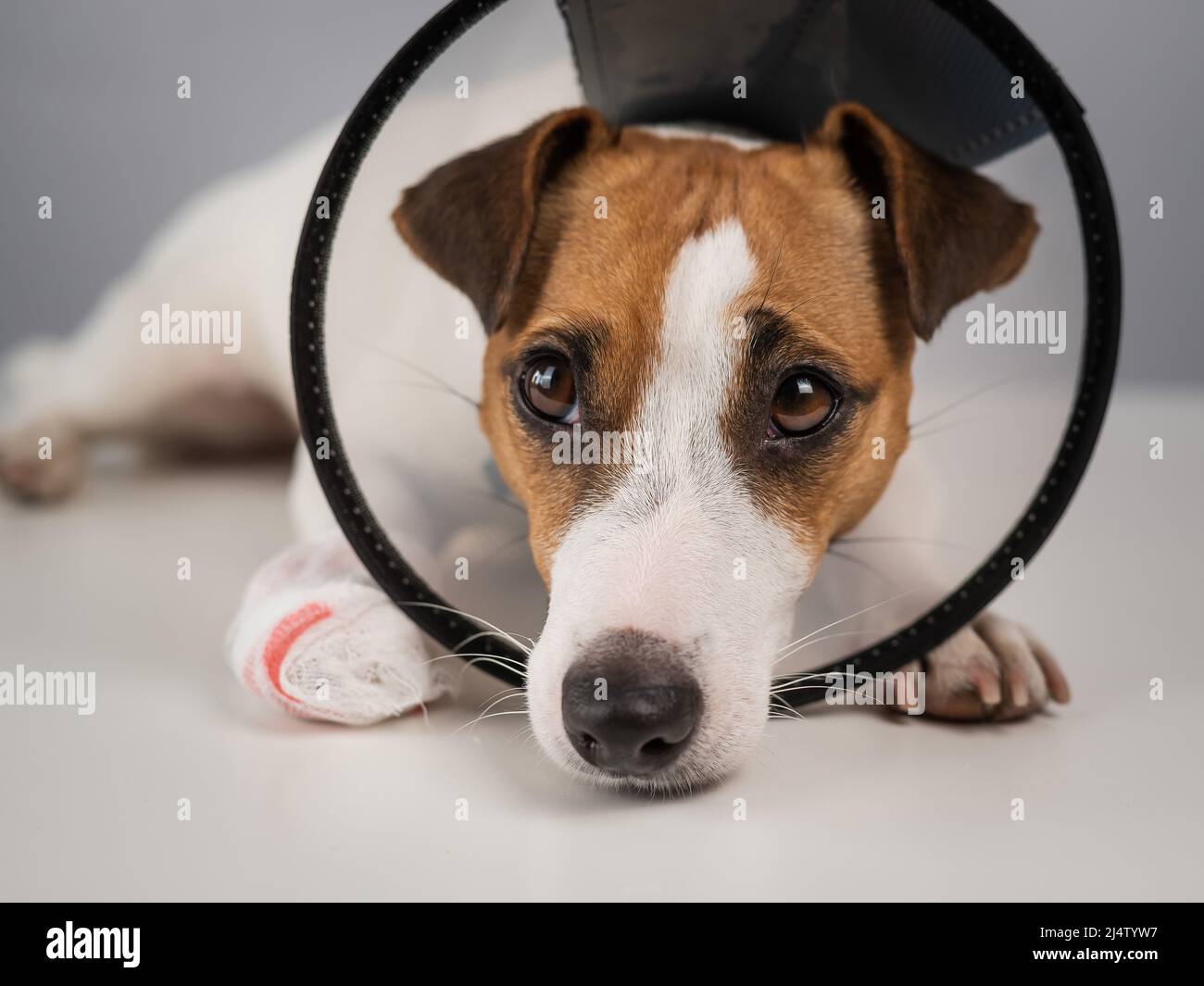 Jack Russell Terrier dog with a bandaged paw in a cone collar Stock ...