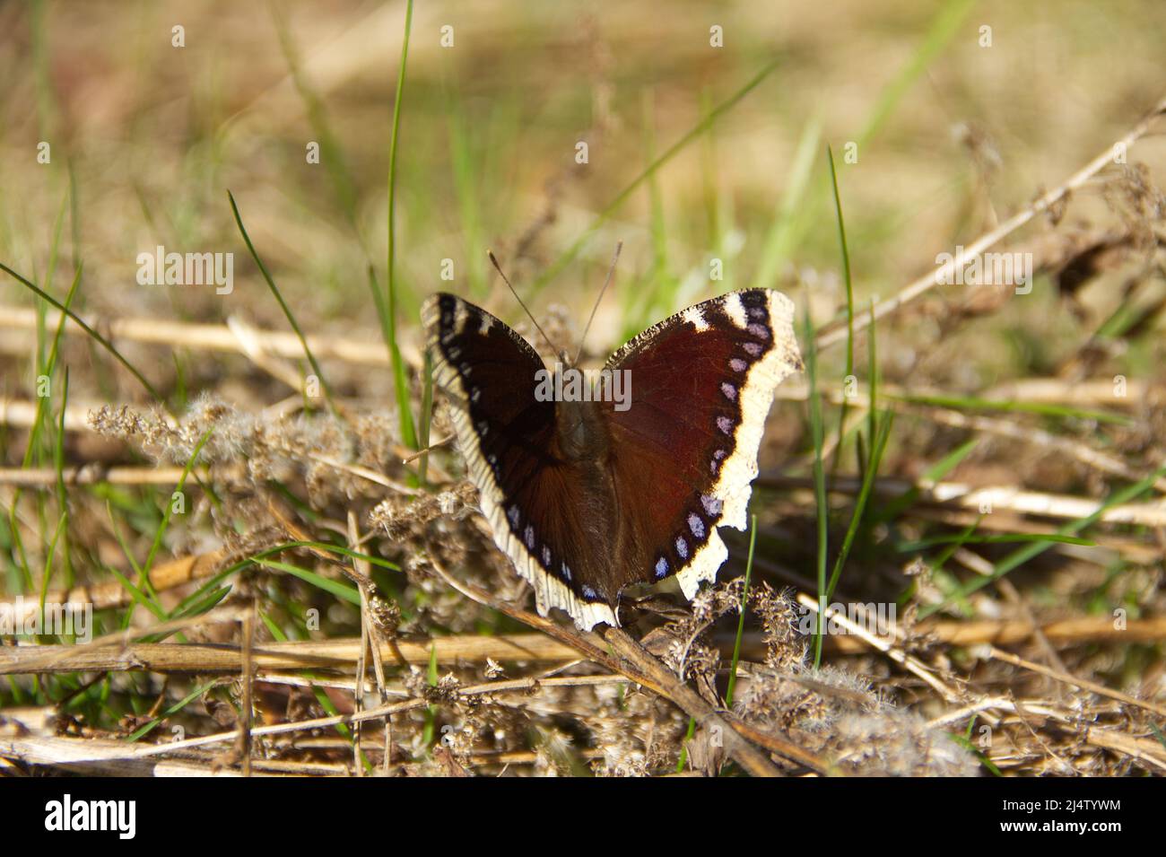 Nymphalis antiopa butterfly, mourning cloak or Camberwell beauty, a ...