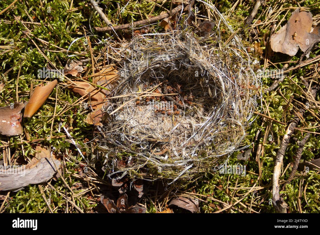 Abandoned empty nest falling and lying on moss forest ground Stock ...
