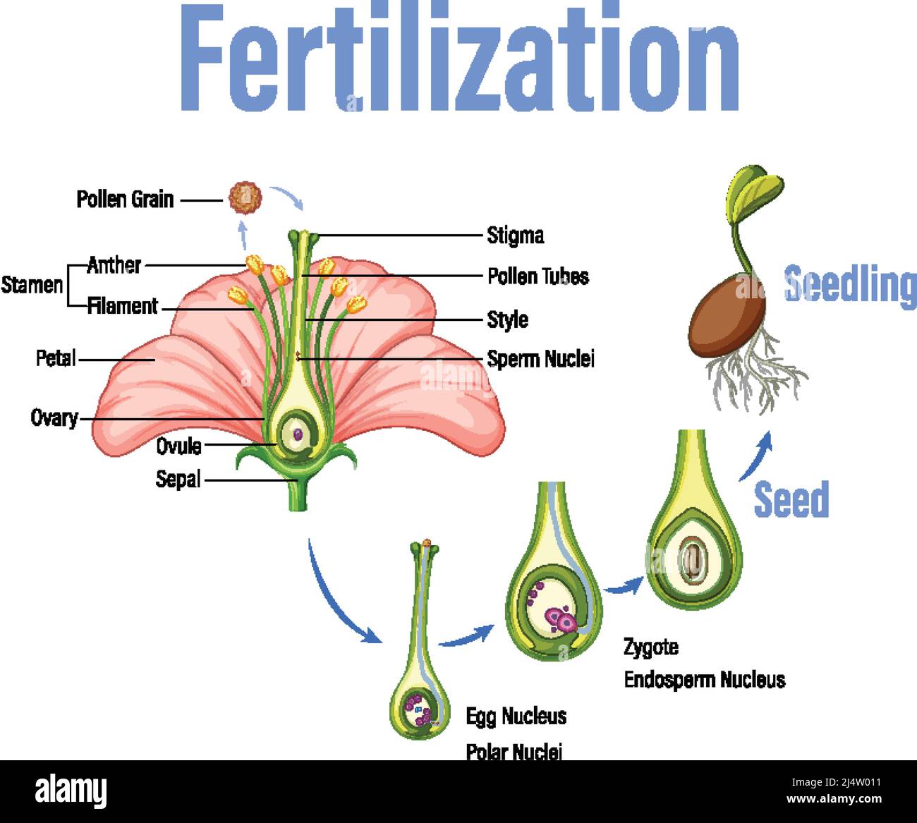 Fertilization In Plants Definition Process Types Diagram