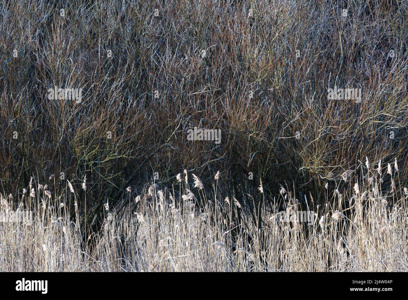 Willow willows reeds hi-res stock photography and images - Alamy