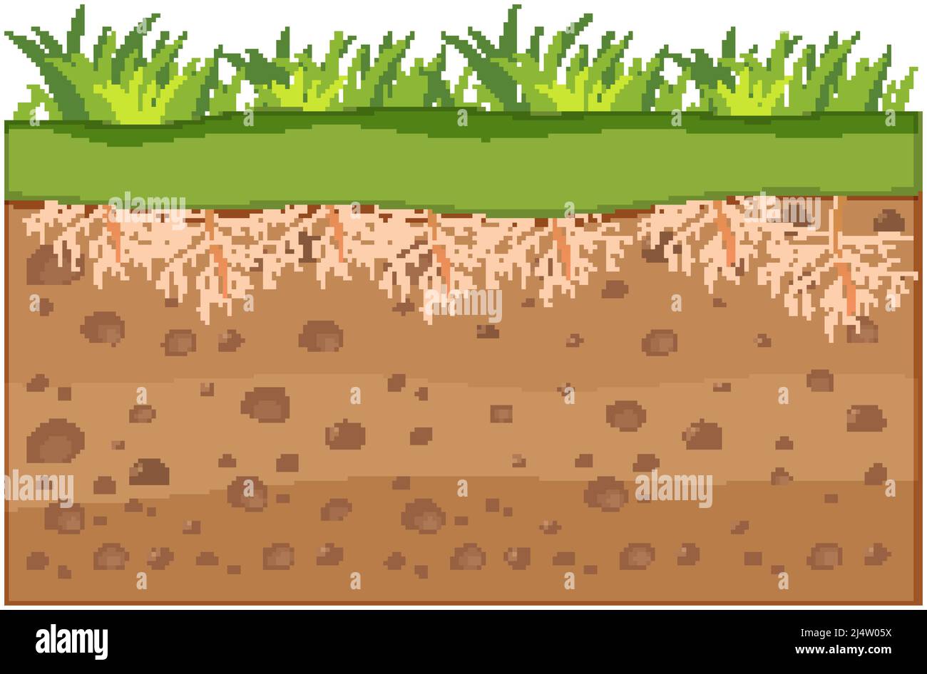 Scientific education of grass and its root illustration Stock Vector ...