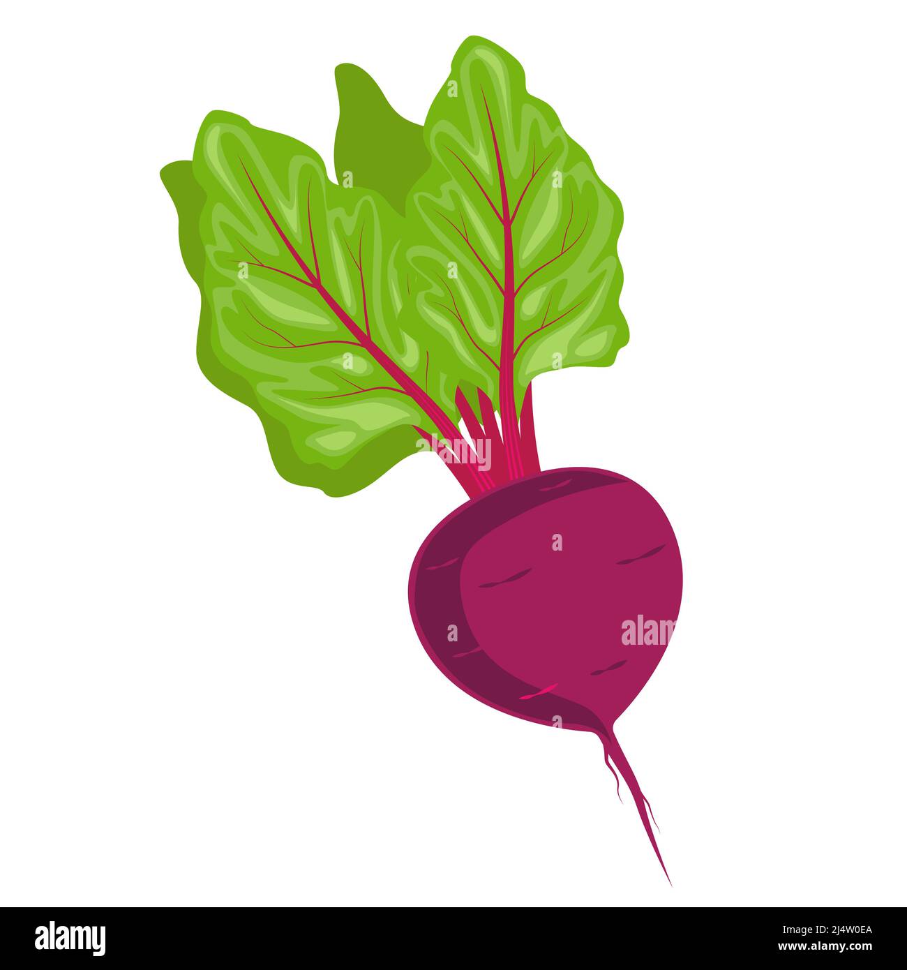 Beetroot Clipart