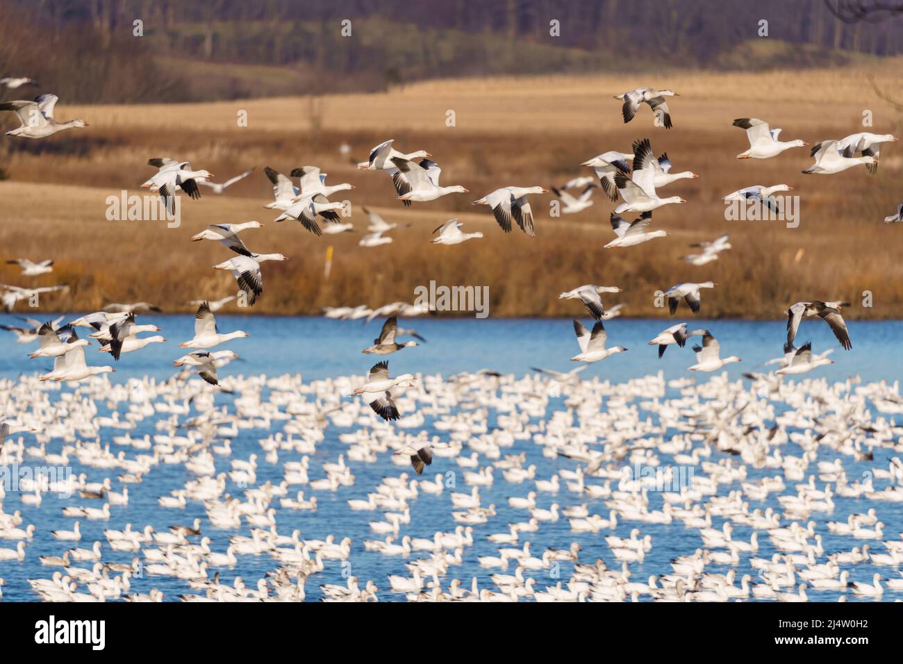 Snow Geese Migration Stock Photo - Alamy