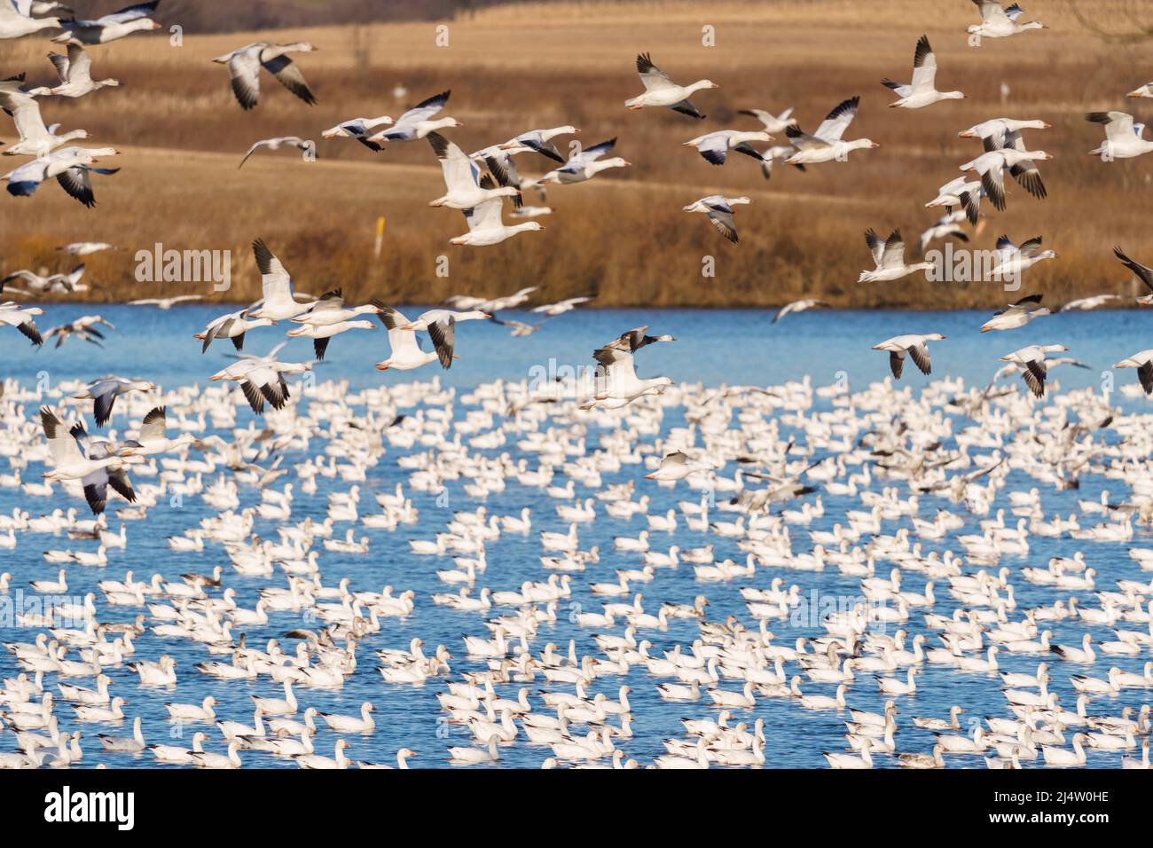 Snow Geese Migration Stock Photo - Alamy