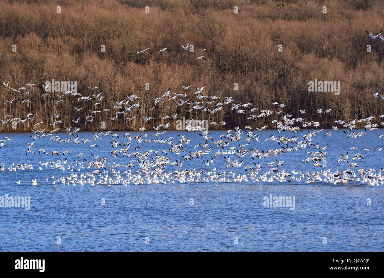 Snow Geese Migration Stock Photo - Alamy