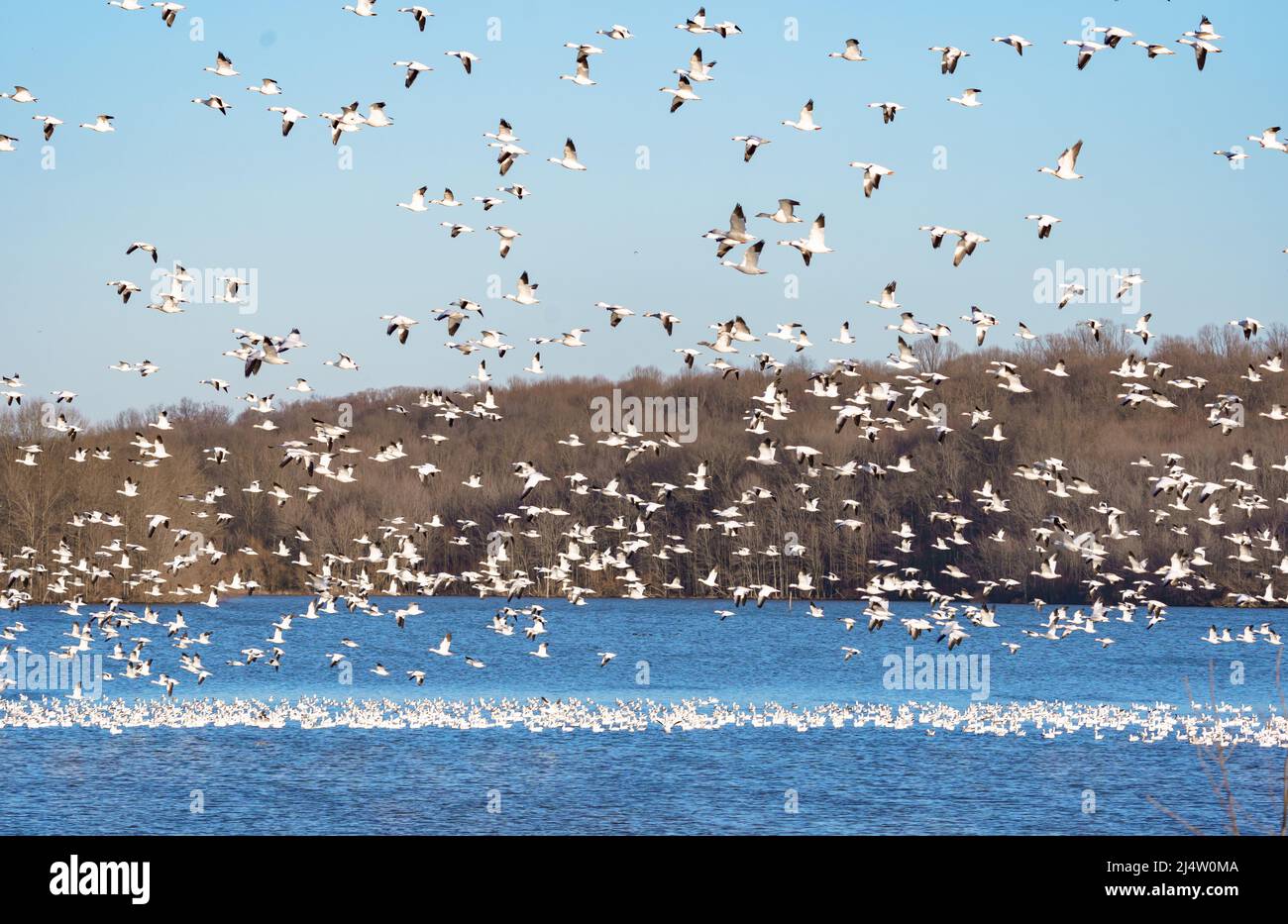 Snow Geese Migration Stock Photo - Alamy