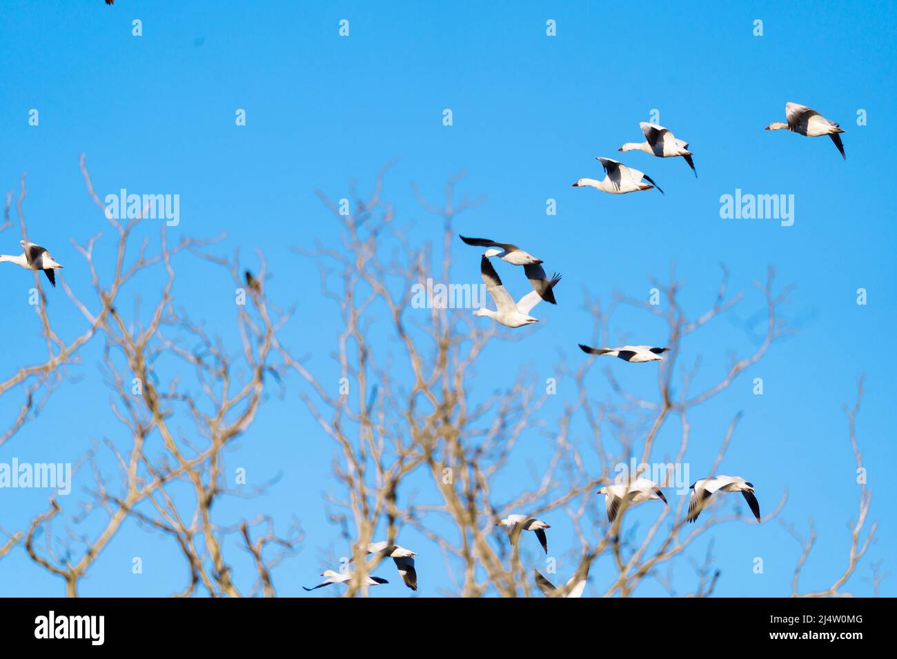 Snow Geese Migration Stock Photo - Alamy