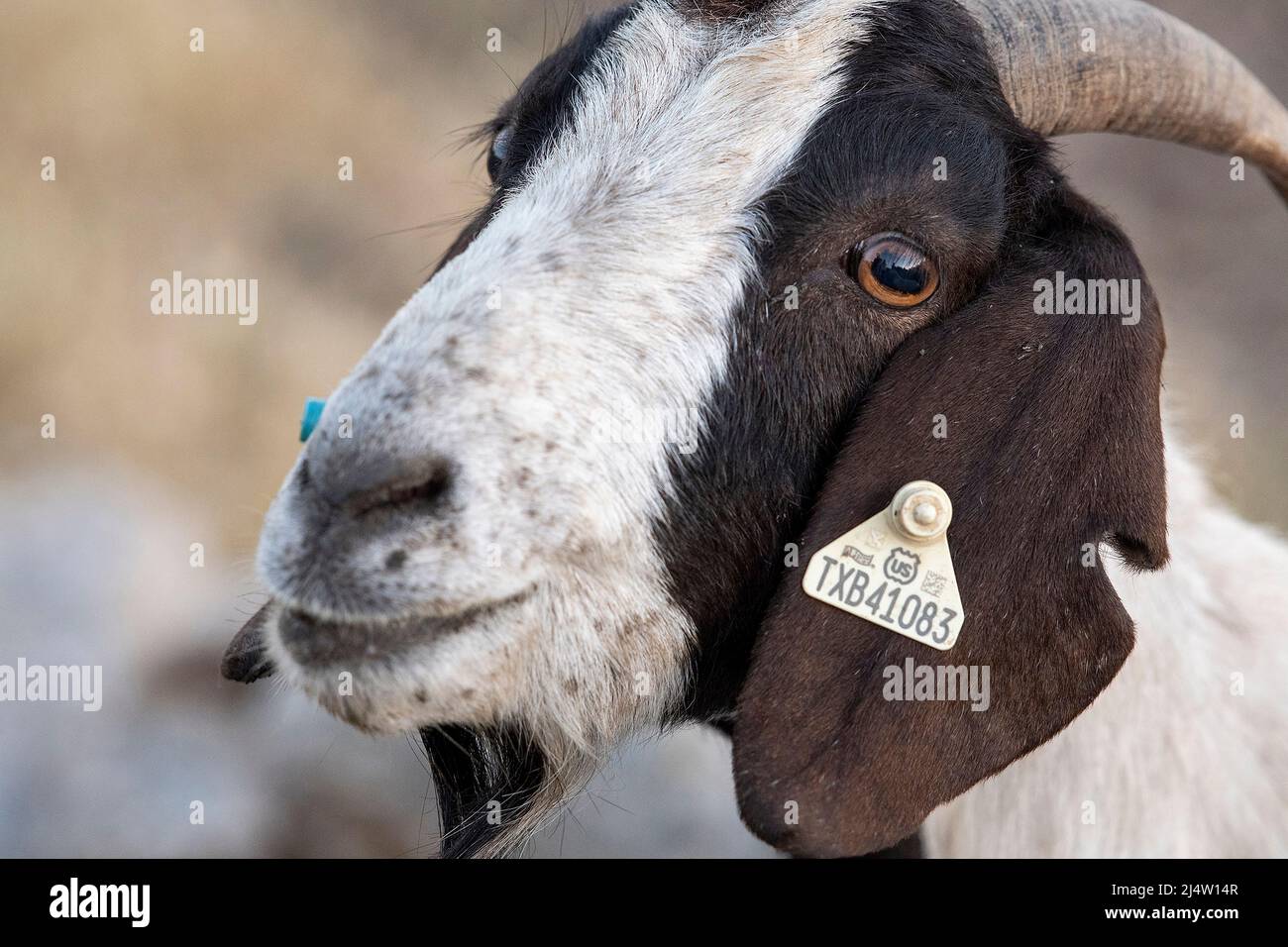 Head on photo of a goat Stock Photo - Alamy