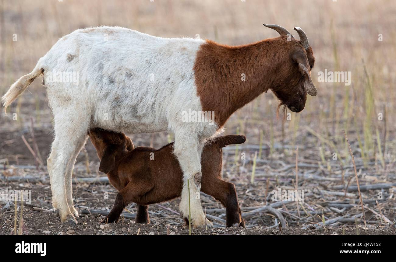 Mother goat nurturing her kid Stock Photo - Alamy