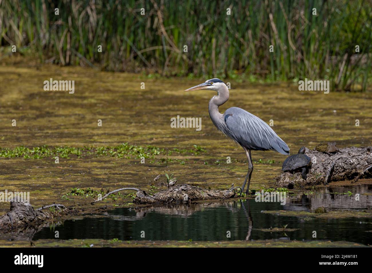 Great Blue Heron, Ardea herodias Stock Photo - Alamy
