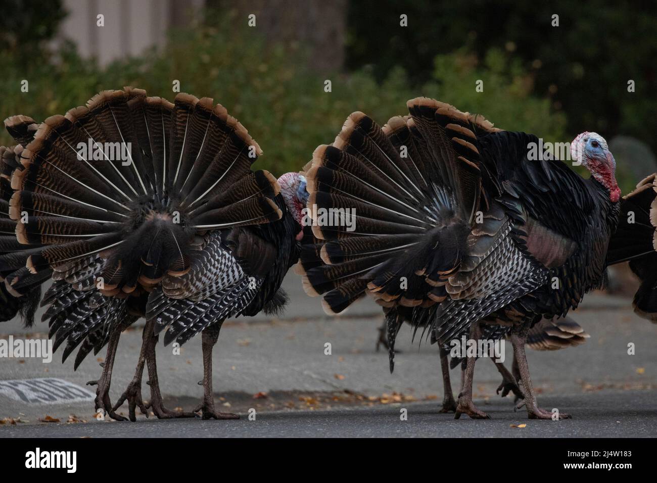 Davis tom hi-res stock photography and images - Alamy