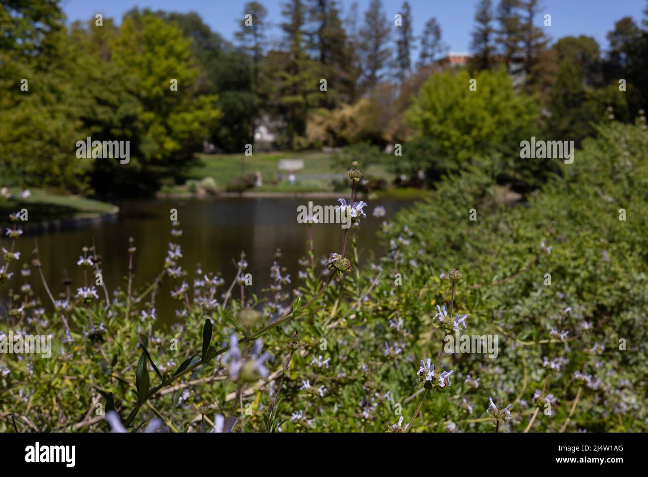 UC Davis Arboretum Stock Photo - Alamy
