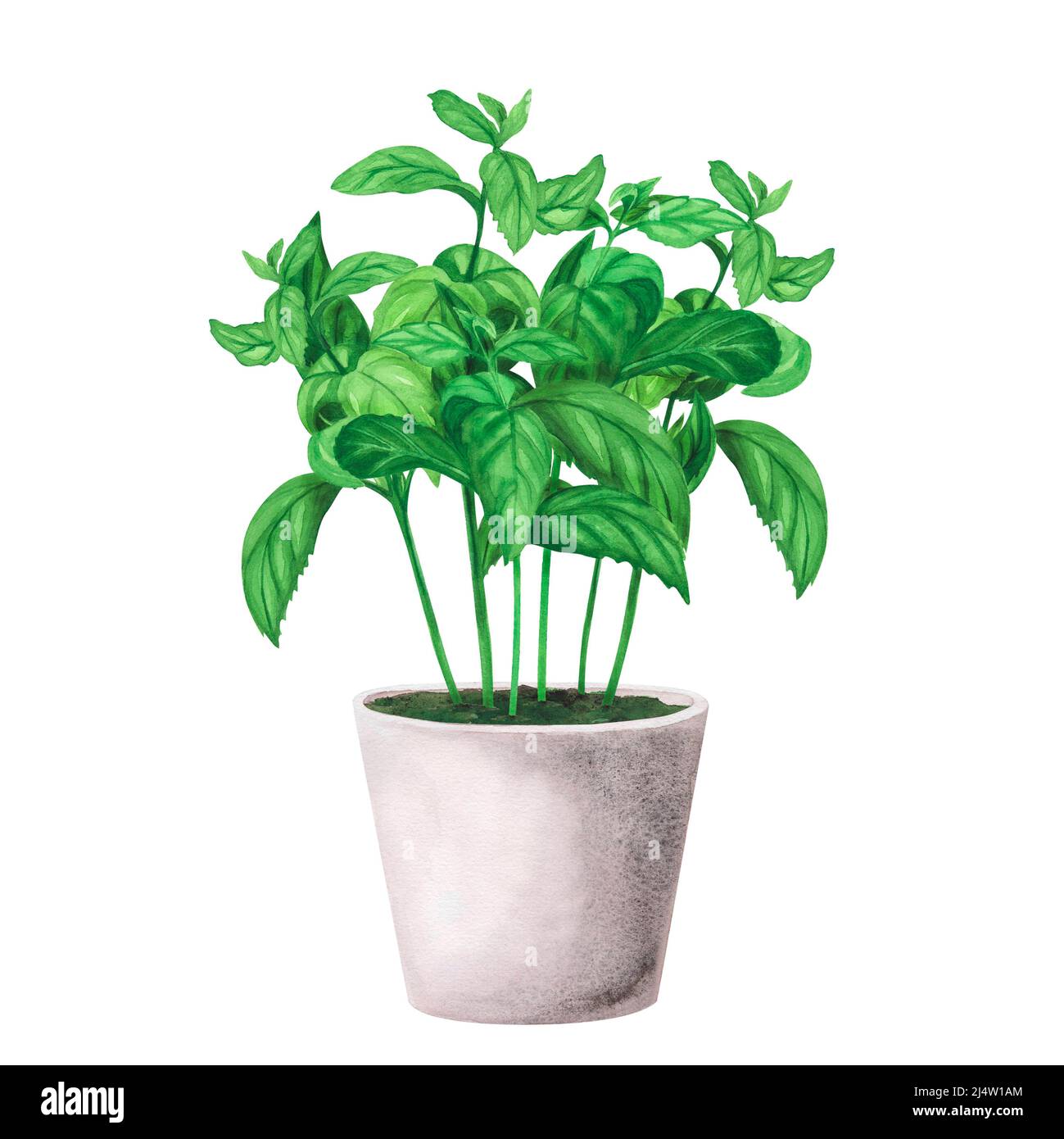 Bouquet fresh basil in concrete pot. Watercolor illustration isolated ...