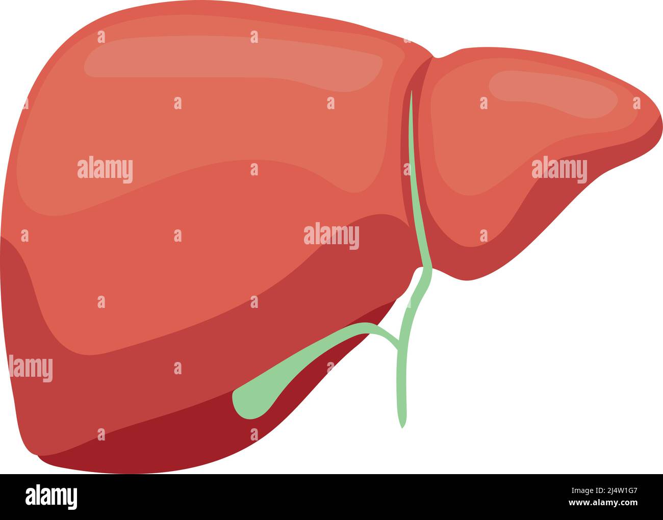 human liver organ Stock Vector Image & Art - Alamy