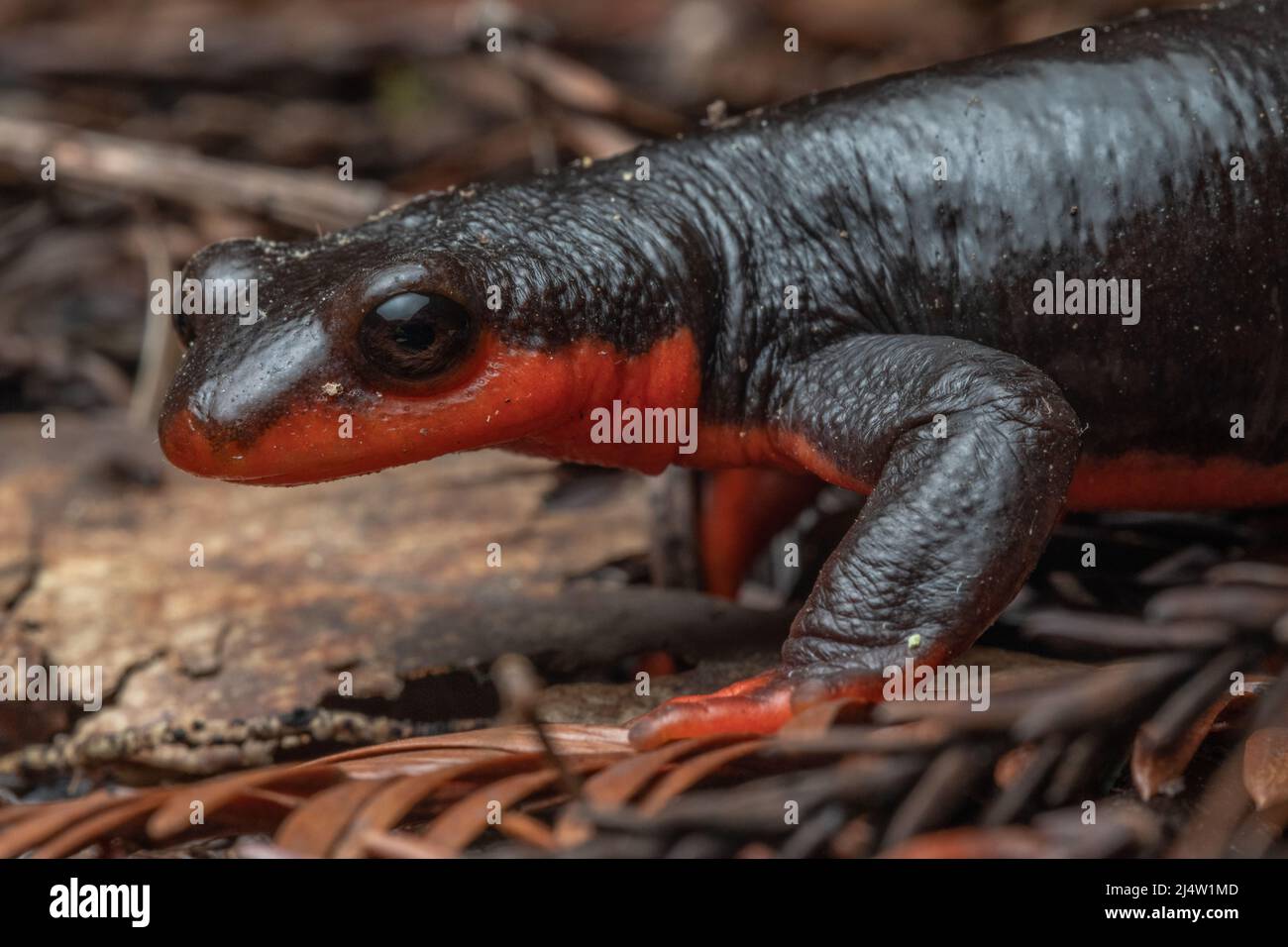 The cute face of a red bellied newt (Taricha rivularis) on the forest ...