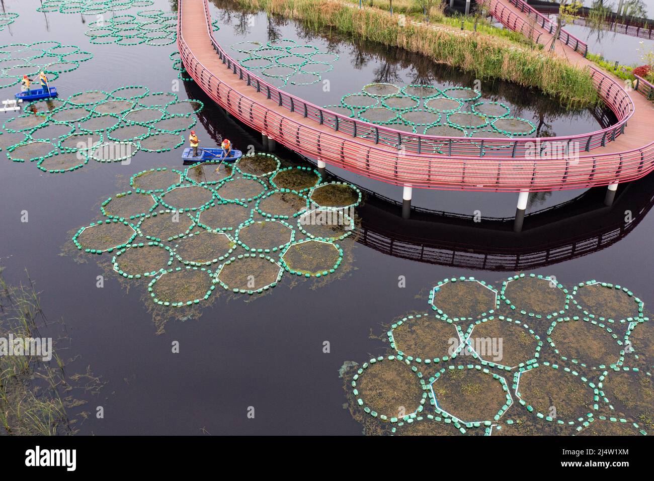 HAIAN, CHINA - APRIL 18, 2022 - Sanitation workers protect aquatic ...