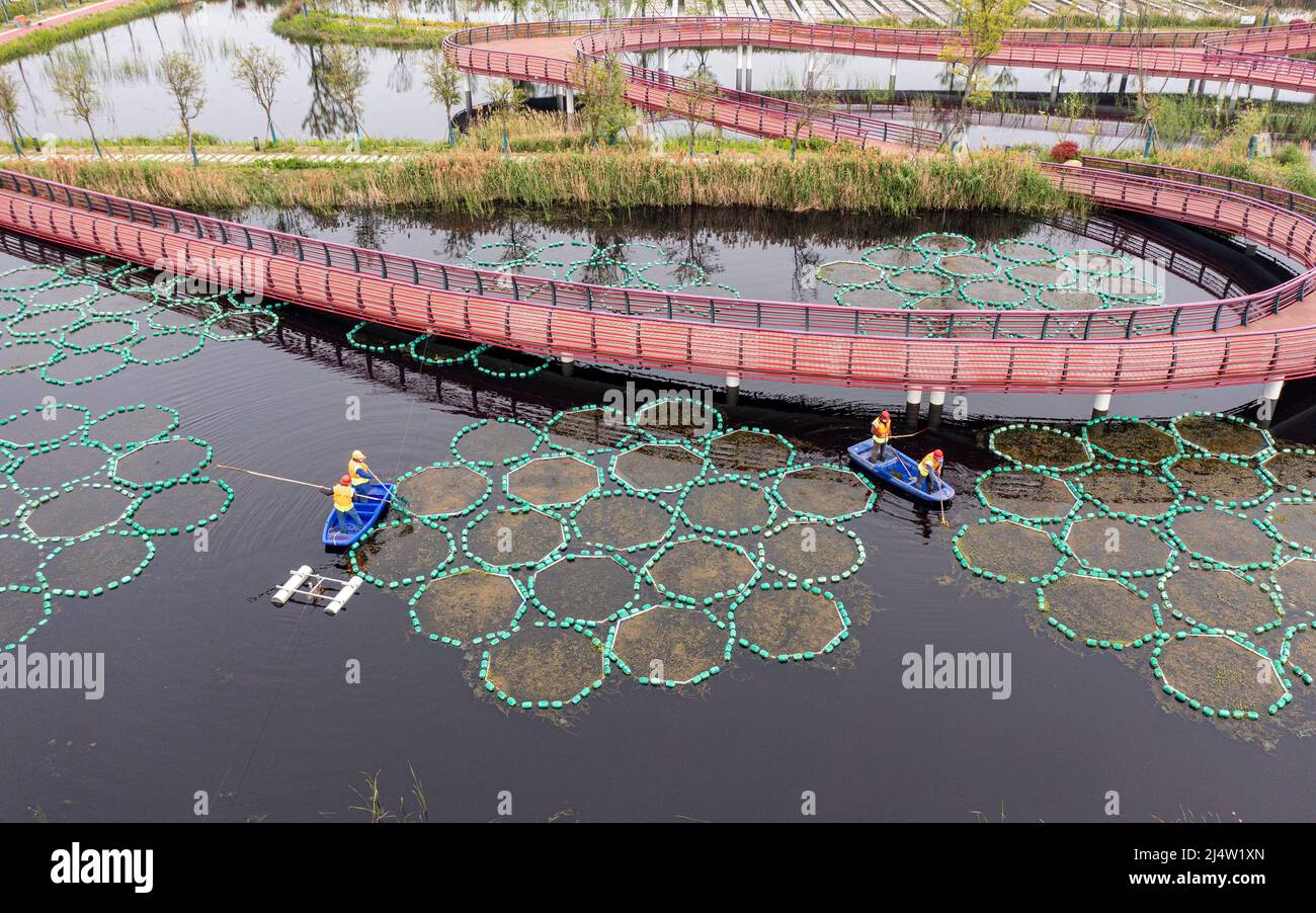 HAIAN, CHINA - APRIL 18, 2022 - Sanitation workers protect aquatic ...