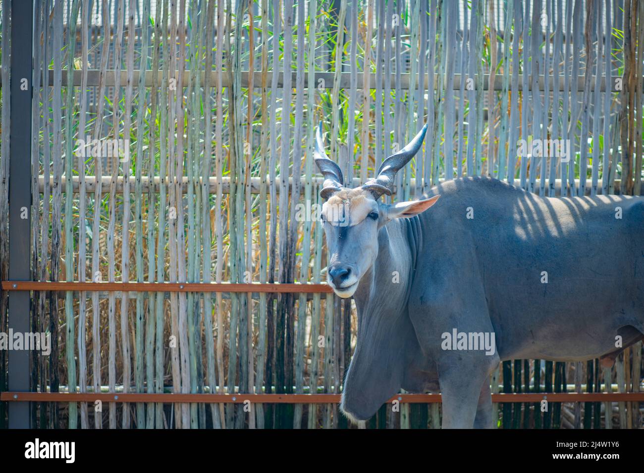 The eland lives in the Dubai Zoo Stock Photo - Alamy