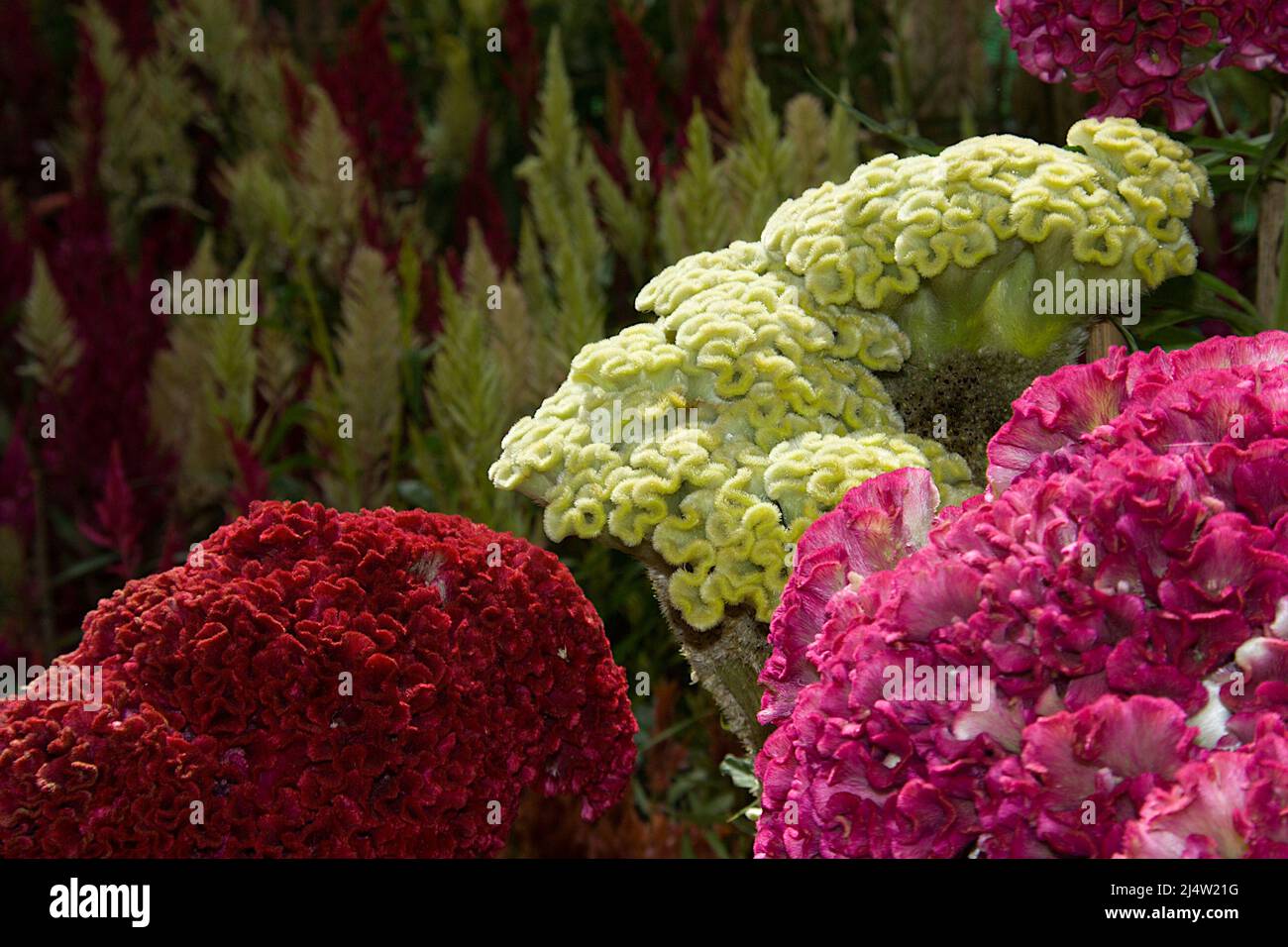 View of top portions of red, yellow and pink cockscomb plants at ...