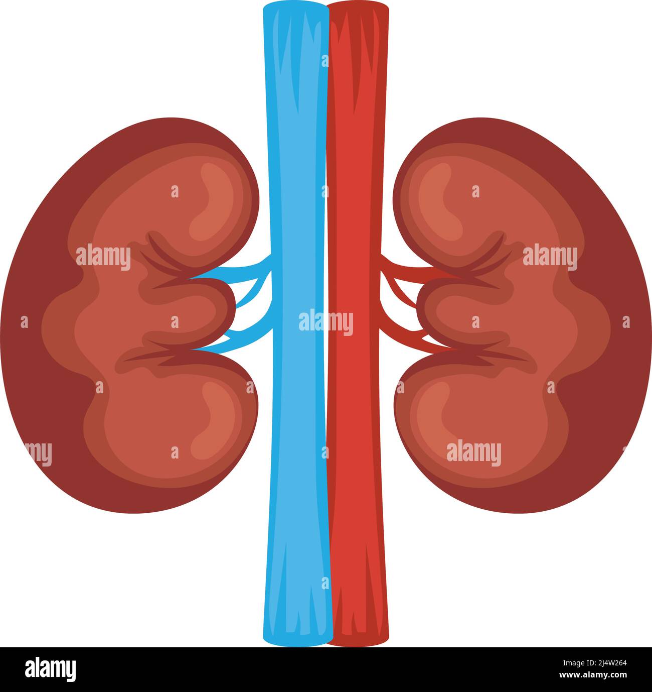 human kidneys organs Stock Vector Image & Art - Alamy