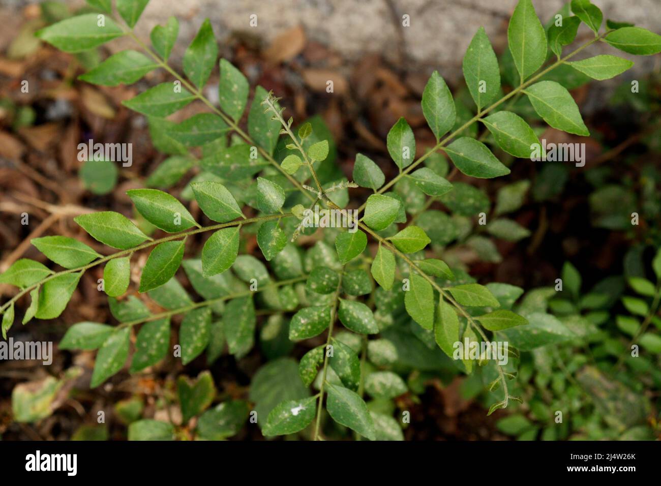 curry leaf small plant. with blur background Stock Photo - Alamy