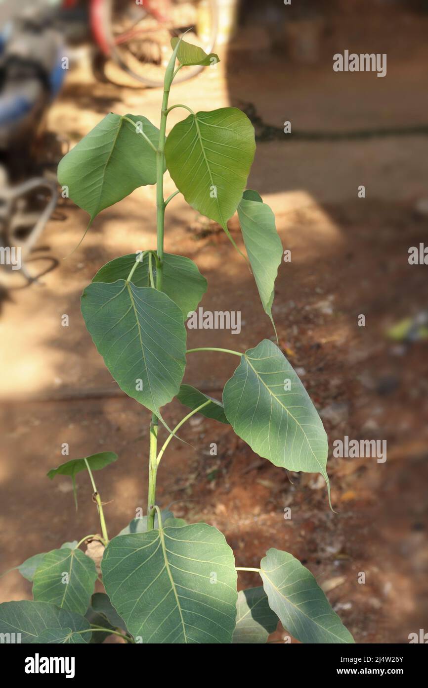 Ficus religiosa sacred fig tree hi-res stock photography and images - Alamy