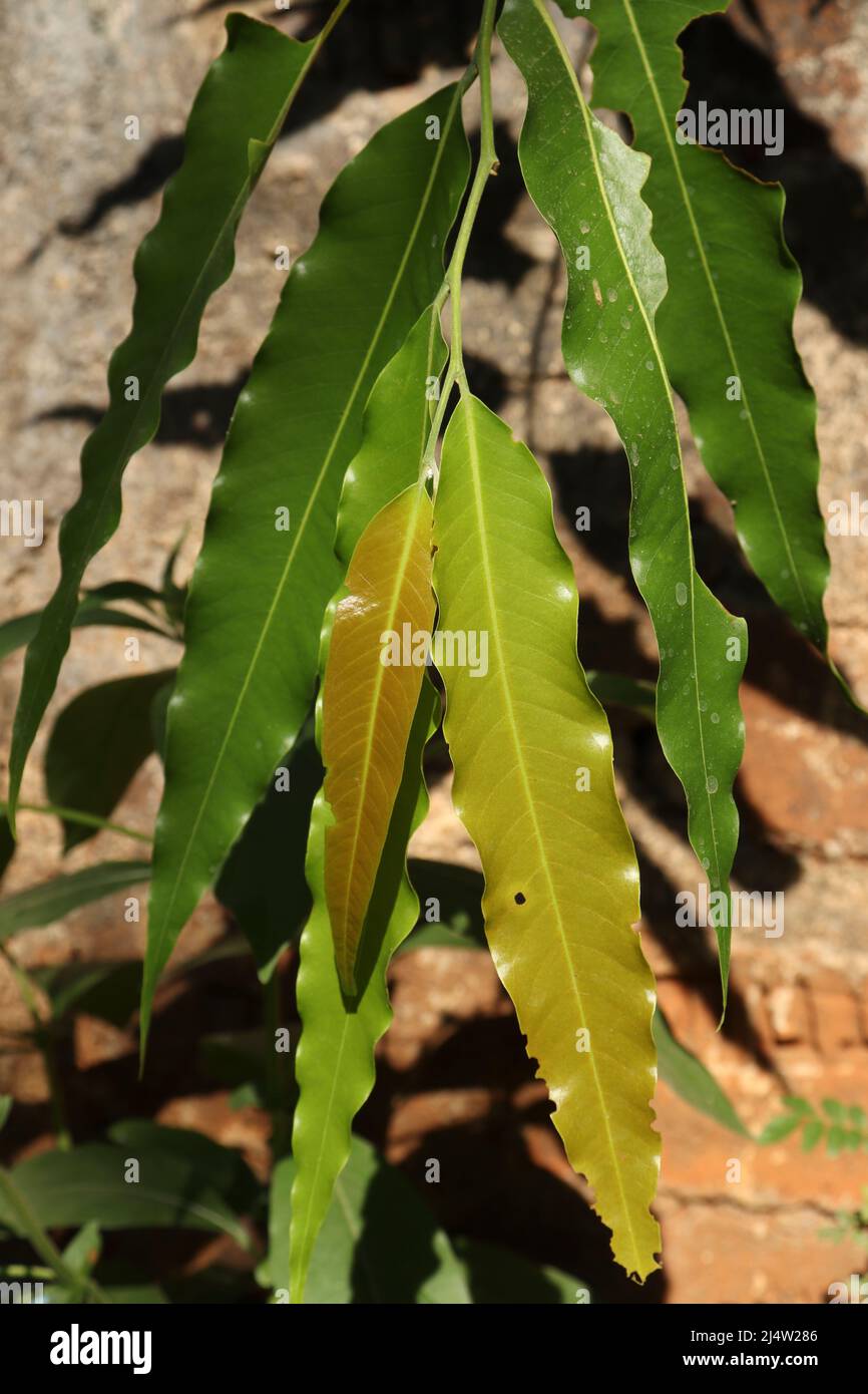 Polyalthia longifolia hi-res stock photography and images - Alamy