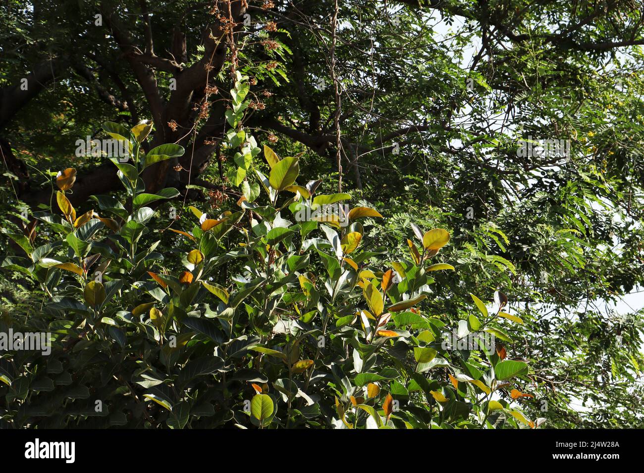 Banyan tree texture hi-res stock photography and images - Alamy