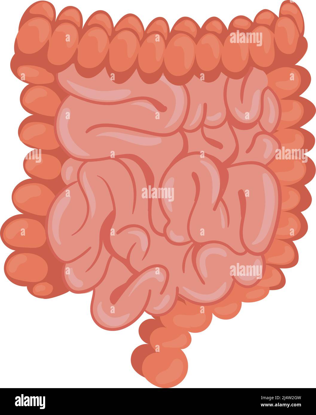 Organs and the human figure Cut Out Stock Images & Pictures - Alamy