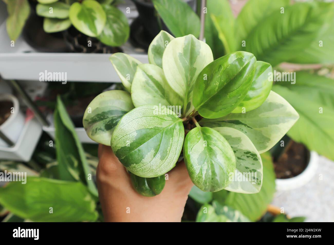 Peperomia obtusifolia, Baby Rubber Plant or Pepper Face or PIPERACEAE ...