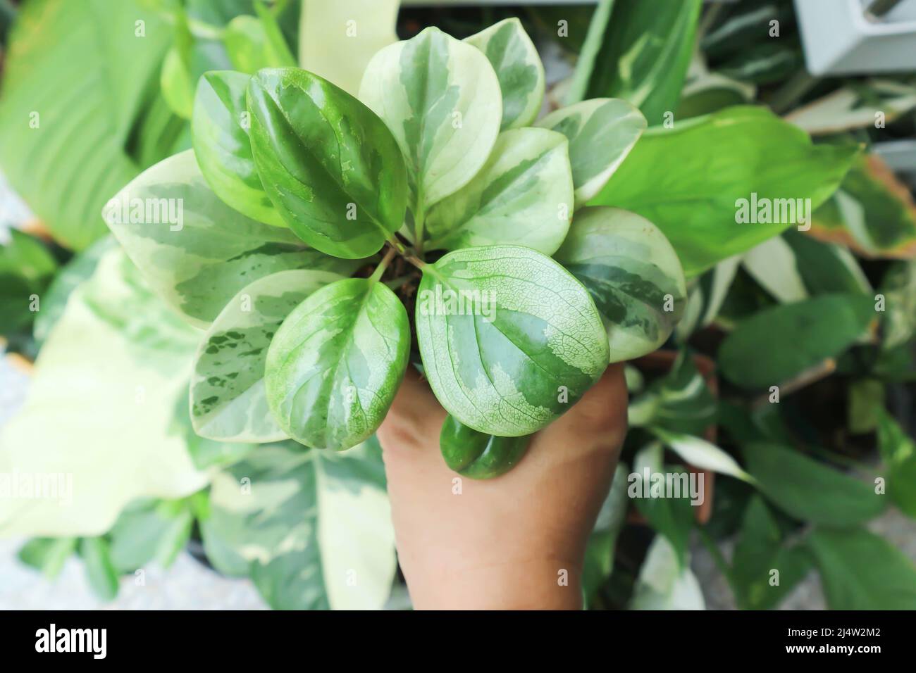 Peperomia obtusifolia, Baby Rubber Plant or Pepper Face or PIPERACEAE ...