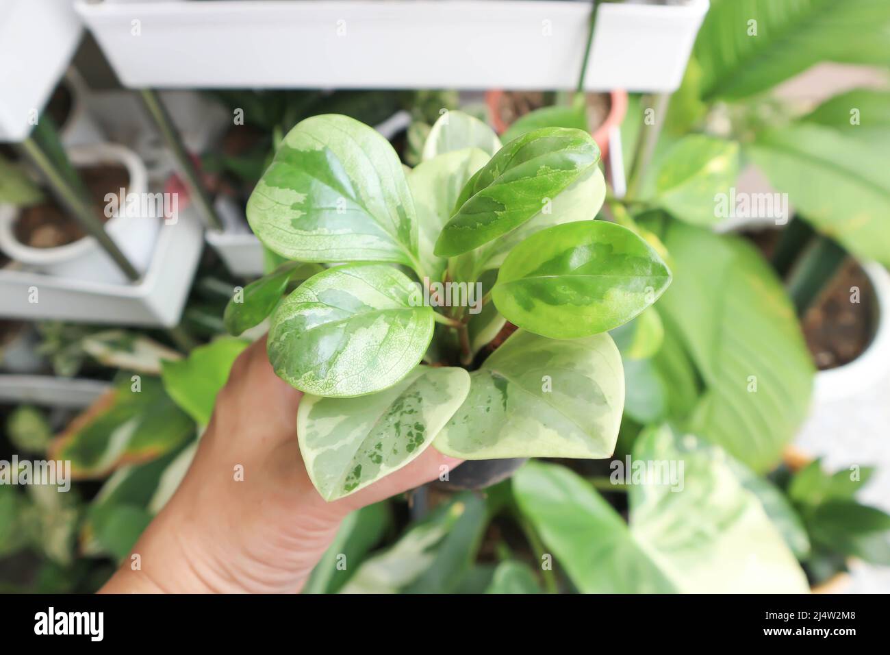 Peperomia obtusifolia, Baby Rubber Plant or Pepper Face or PIPERACEAE ...