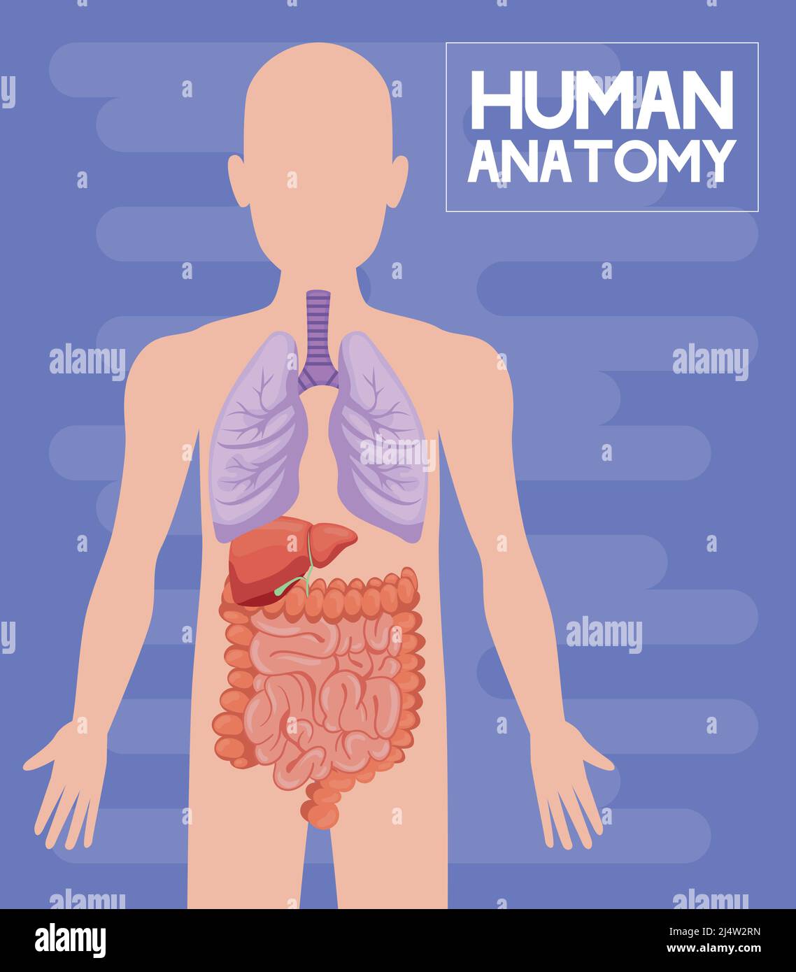 human anatomy lettering Stock Vector Image & Art - Alamy