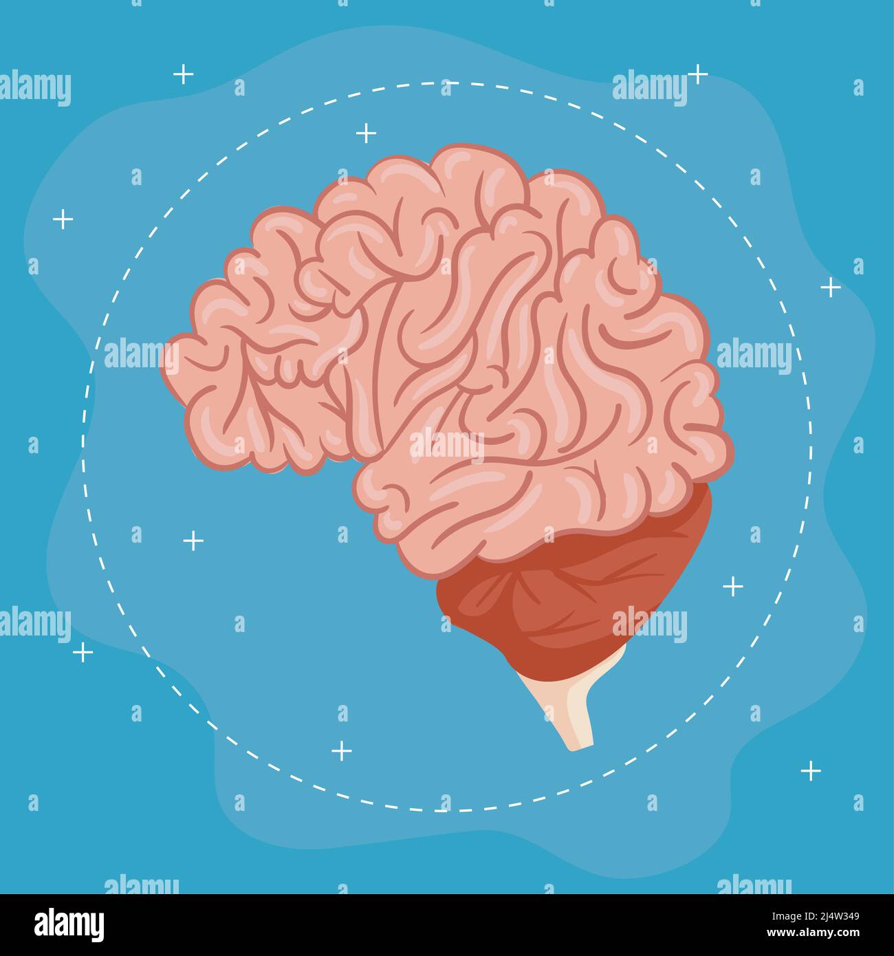brain human organ Stock Vector Image & Art - Alamy