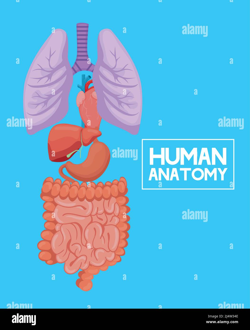 human anatomy organs Stock Vector Image & Art - Alamy