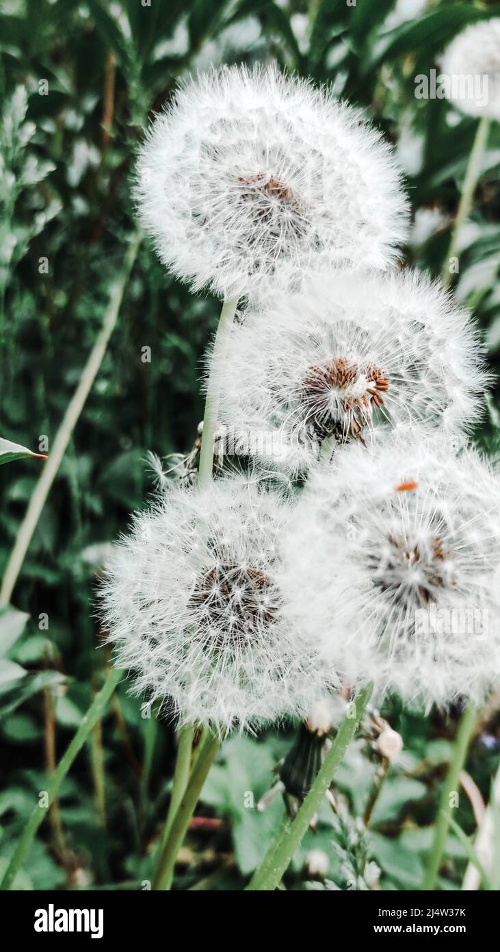 Beautiful white a lot of dandelion on a background of green grass Stock ...