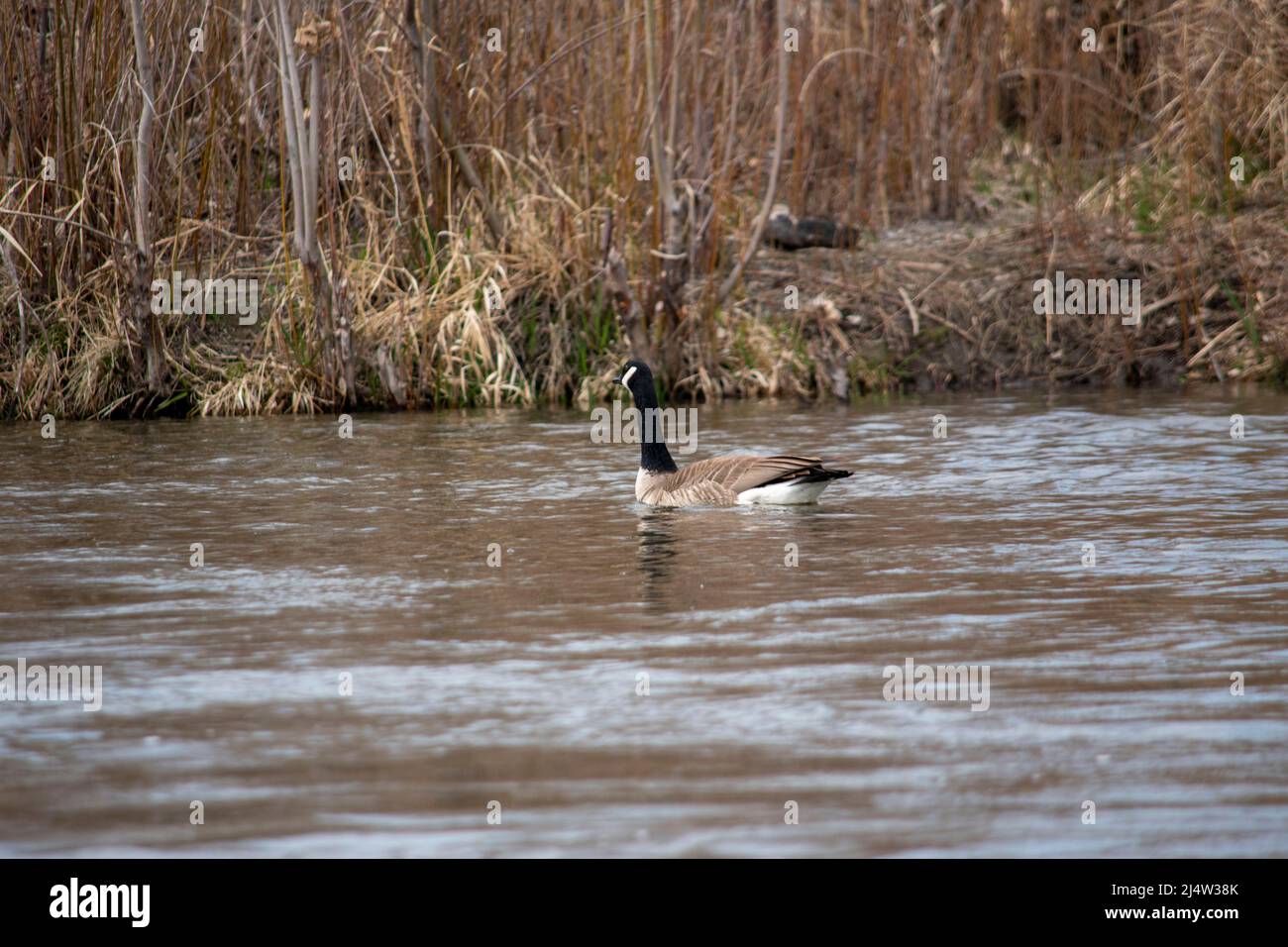 Odd geese hi-res stock photography and images - Alamy