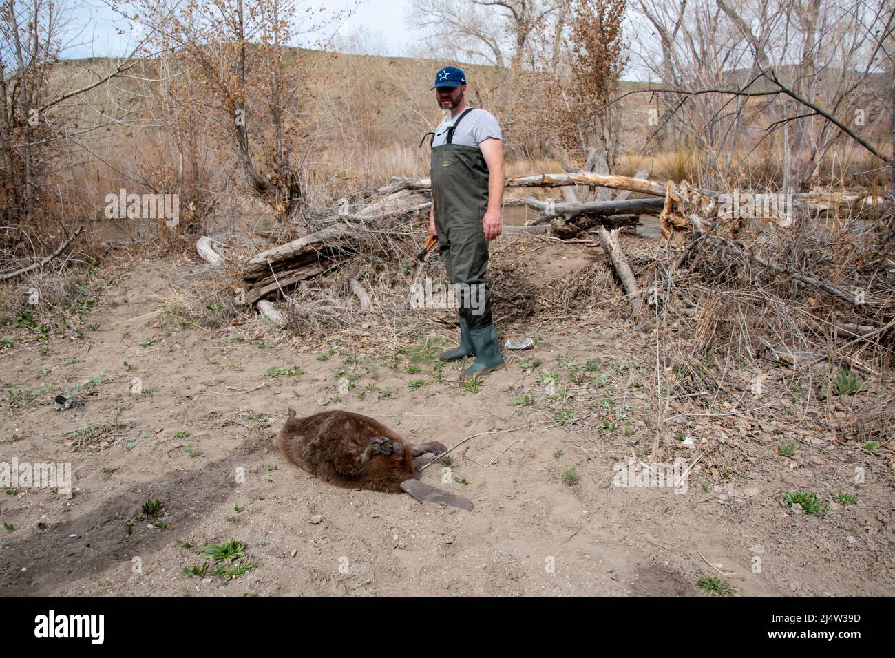People go beaver hunting east of Reno, NV, USA like this man and his ...