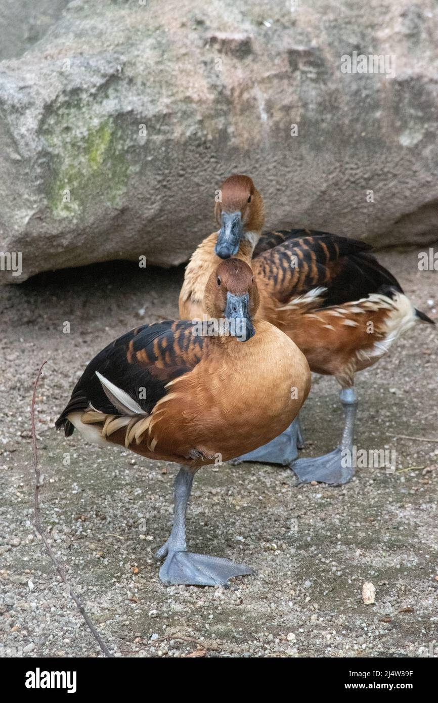 Fulvous Whistling-Duck (Dendrocygna bicolor) Rich caramel-colored duck ...