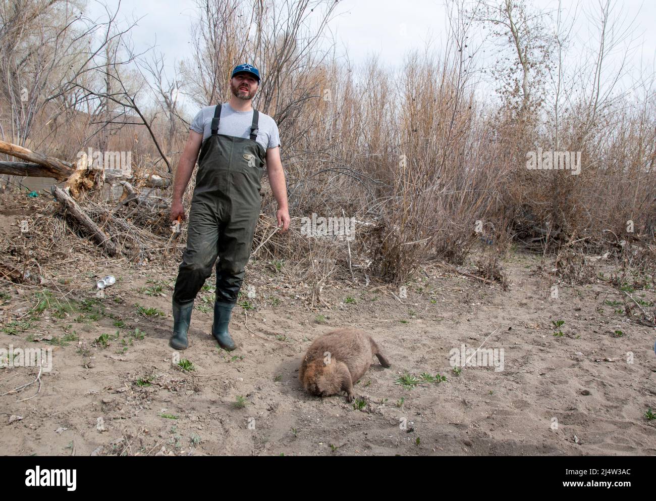 People go beaver hunting east of Reno, NV, USA like this man and his ...