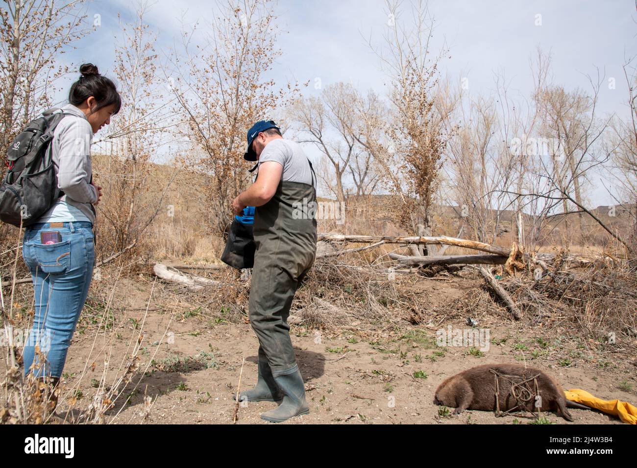 People go beaver hunting east of Reno, NV, USA like this man and his ...