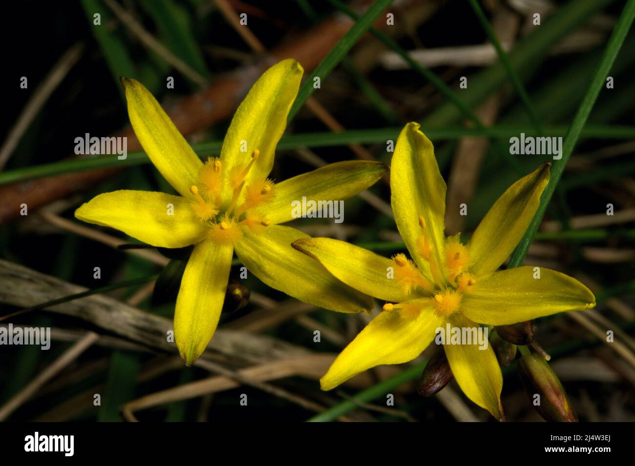 Yellow rush hi-res stock photography and images - Alamy